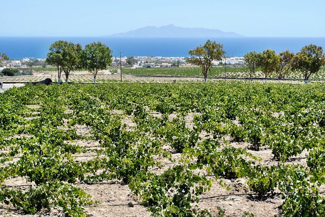 Santorini Wine Tour with sunset in Oia - Final Thoughts: Who is This Tour For?