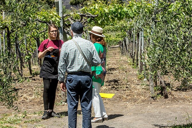 Scenic Wine Tasting & Lunch on the Slopes of Vesuvius from Naples - Practical Details and Value