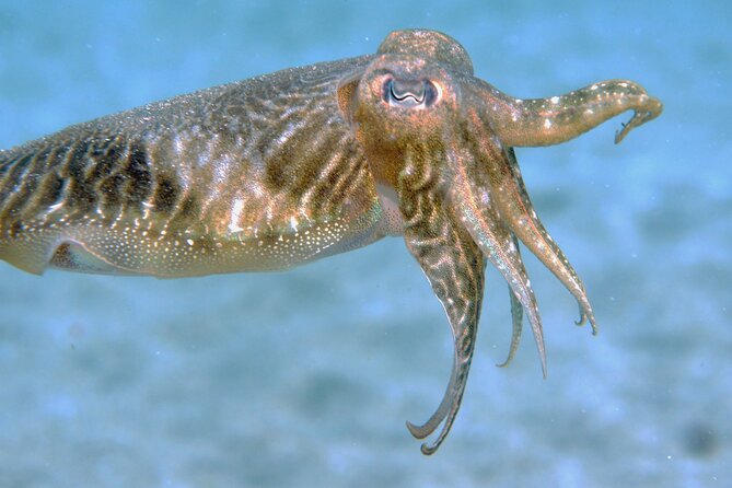 Scuba Diving in Lanzarote (for certified divers only) - The Dive Itself: Duration and Experience