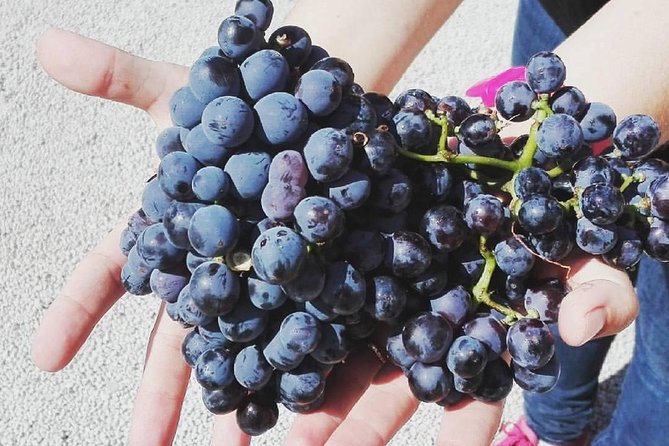 Semi-Private Wine Discovery Tour in Chania - Authenticity and Experience