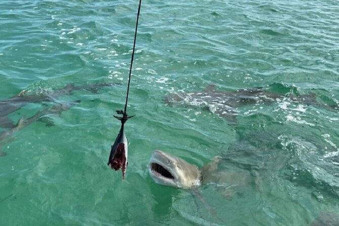 Shark and Wildlife Viewing Adventure in Key West - Who Should Consider This Tour?