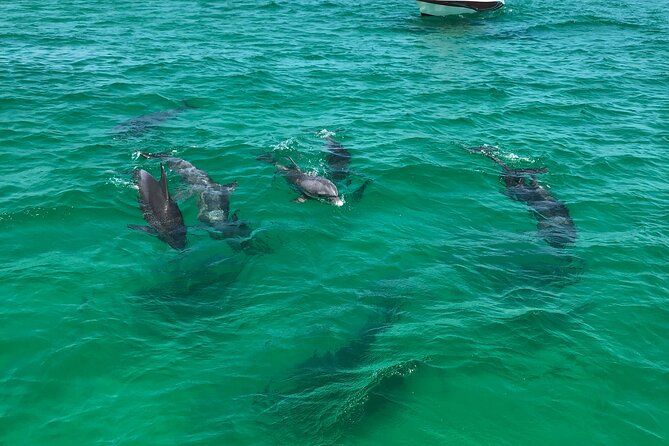 Shell Island Snorkel and Dolphin Catamaran Cruise with Island Time - Practical Details and Tips