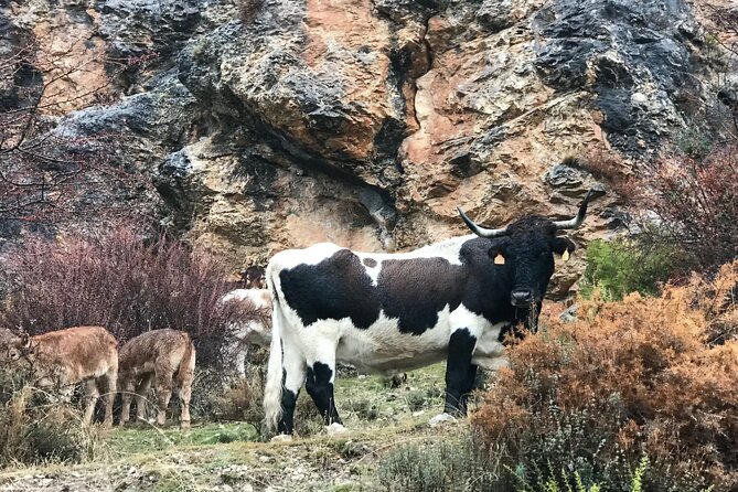 Sierra Nevada Safari 7 hours tour from Granada - Expert Guides and Personal Touches