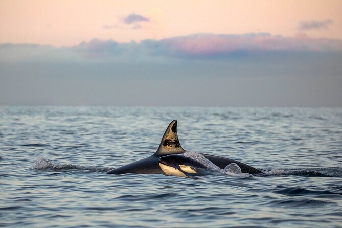Silent Whale Watching - Who Will Love This Tour?