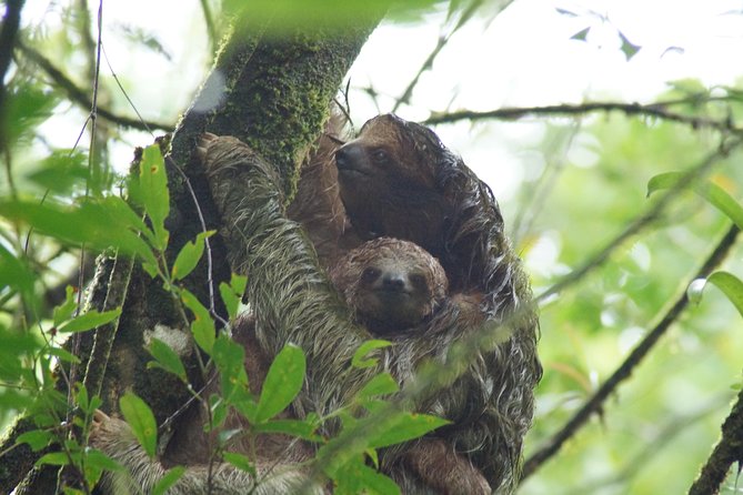 Sloth Watching Tour - What Makes This Tour Special?