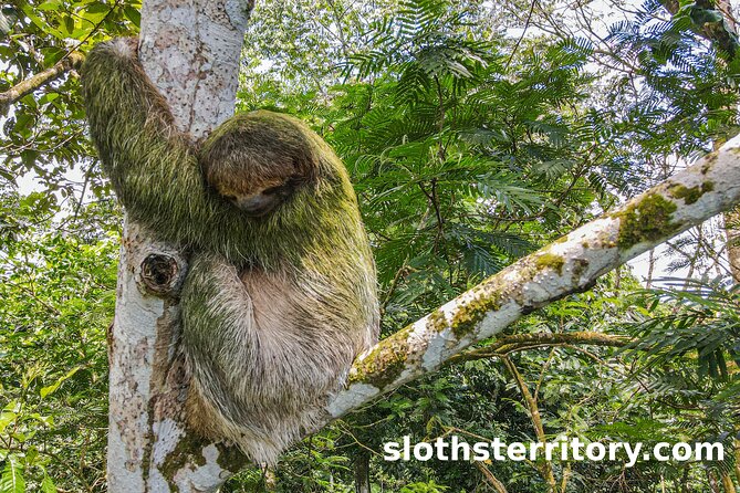 Sloths Watching Tour through Sloth's Territory - Authenticity and Educational Value