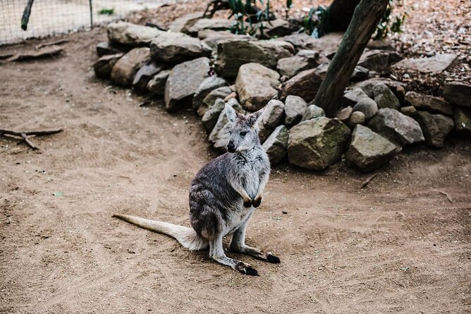 Small-Group Blue Mountains Day Tour with Wildlife Park & Bushwalk - Frequently Asked Questions