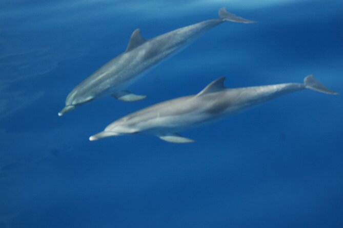 Small Group Excursion Whales and Dolphin Watching Los Gigantes - The Value for Money and Why It Stands Out
