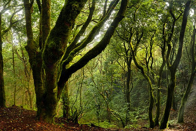 Small Group Guided Hiking in Anaga Rural Park in Tenerife - FAQ