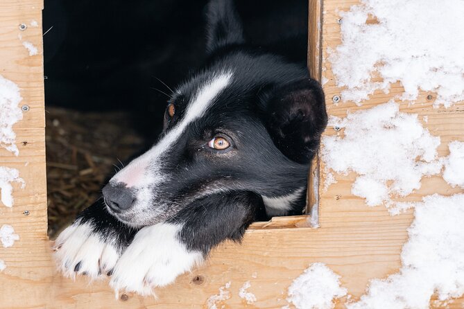 Small Group Wilderness Husky Sledding 2h from Tromsø (car needed) - Who Will Love This Tour?