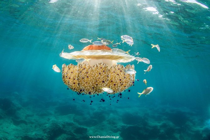 Snorkeling and Boat trip in Crete with free certification! - The Experience: Authentic & Informative