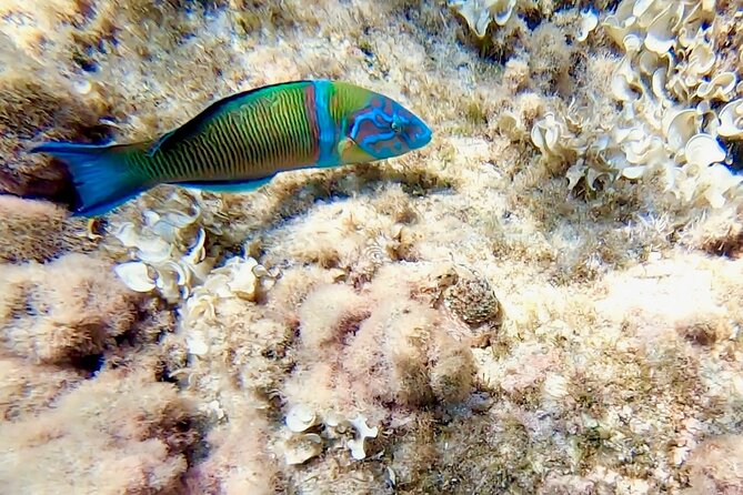 Snorkeling Experience to discover the dolphin inside you! - FAQ