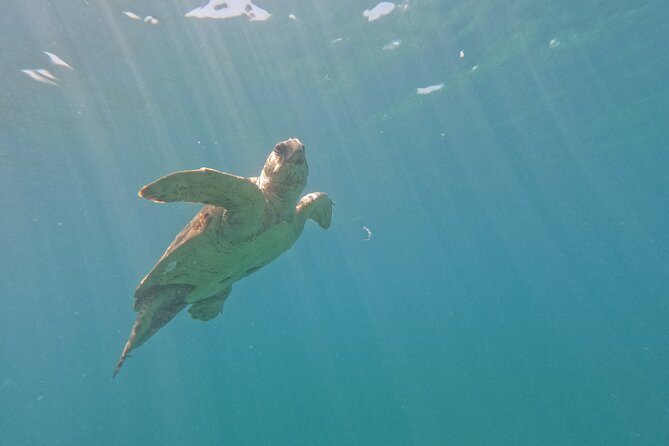 snorkeling ,Turtle Watching in Cyprus - The Authenticity and Environment