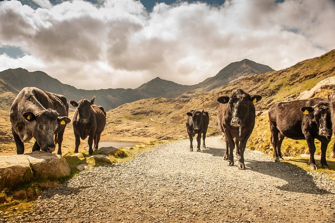 Snowdonia & Chester Day Tour from Manchester Including Admission - Authentic Experiences and Real Reviews