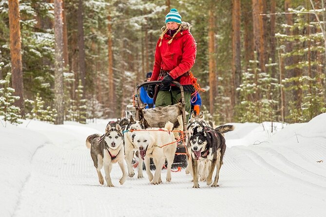 Snowmobile & Animals Day Tour - The Sum Up: Is It Worth It?