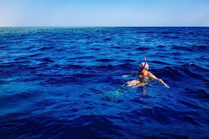 Swim with Dolphins in the Azores - Customer Reviews: A Glimpse into the Real Experience