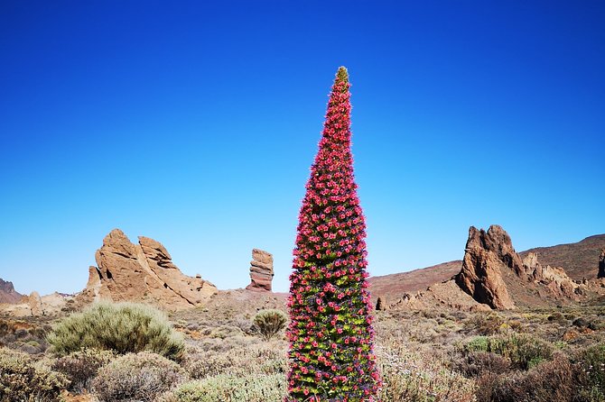 Teide National Park for smaller groups - What Reviewers Love Most