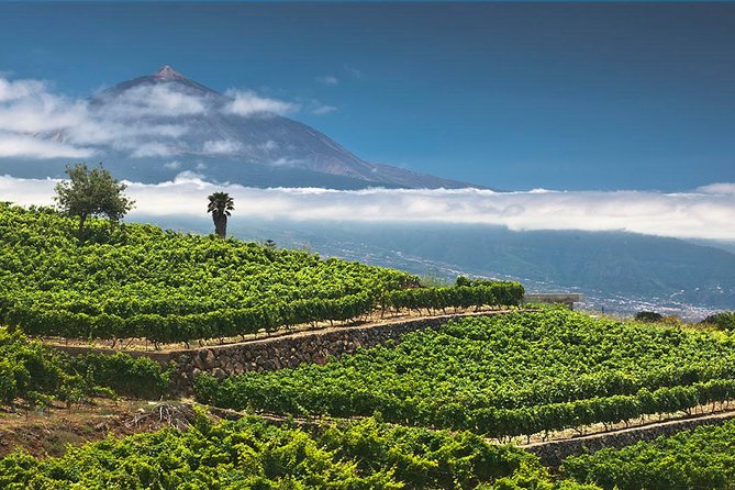 Tenerife Bodegas Monje Winery Tour with Wine and Cheese Tasting - The Reviews: What Travelers Say