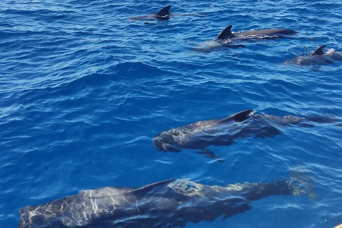Tenerife Whale Watching and Snorkeling Yacht Trip - Why This Tour Is a Good Choice