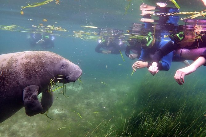 The 'OG' Manatee Snorkel Tour with In-Water Guide/Photographer - The Review of Value: Is It Worth It?