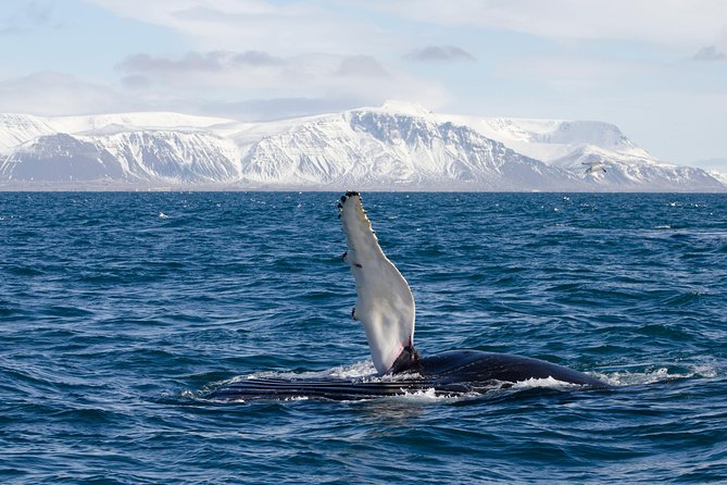 The Original Classic Whale Watching from Reykjavik - FAQ