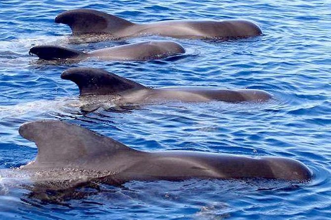 The Worlds Largest RIB luxury 3hrs including lunch and drinks - Why This Tour Is a Solid Choice