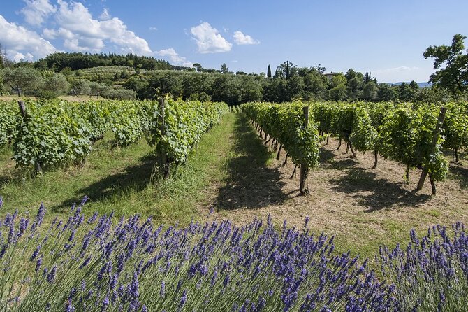 Tour through the vineyards and wine and olive oil tasting in Tuscany - FAQ