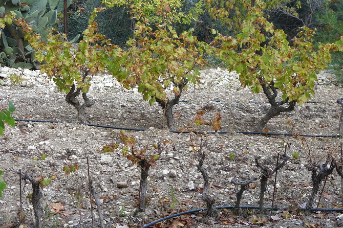 Vino Venture: Explore With A Local - Troodos Mountains thru Wine! - FAQ About the Troodos Wine & Village Tour