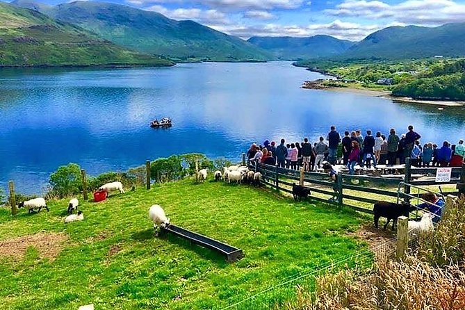 Visit traditional working sheep farm & sheepdog demo. Galway. Guided. 1 ½ hours. - Final Thoughts: Who Should Book?