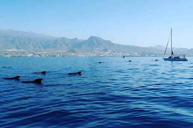 Whale and Dolphin Small Group Sailing from Tenerife South - Pricing and Value for Money
