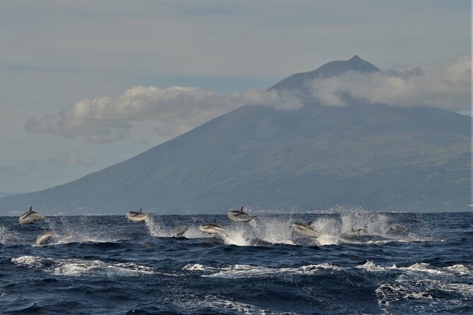 Whale and Dolphin Watching in Pico Island - Half Day - The Experience: What It Feels Like