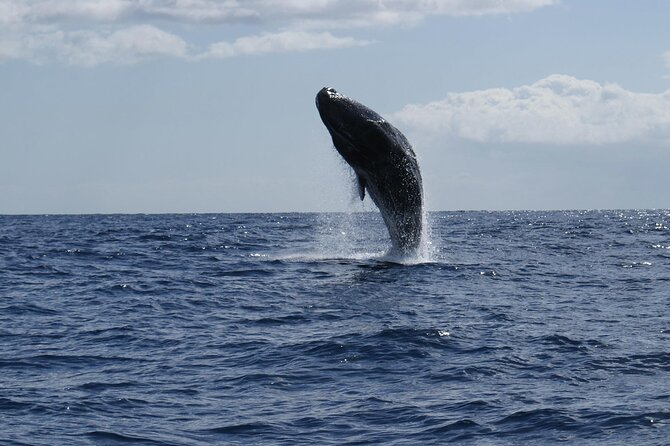 Whale and Dolphin Watching Tour from Funchal - Why the Price of .51 Offers Good Value