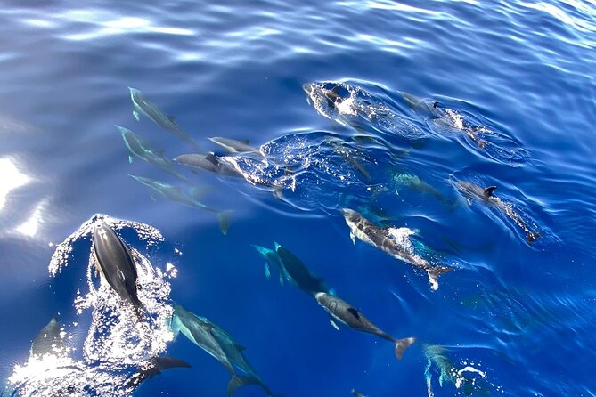 Whale & Dolphin Watching in Madeira - Frequently Asked Questions