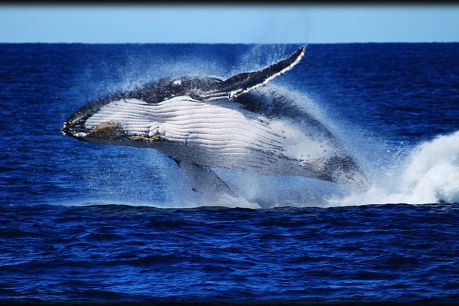 Whale Watching Cruise from Redcliffe, Brisbane or the Sunshine Coast - The Itinerary: What to Expect