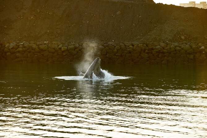 Whale Watching Cruise on a Yacht in Reykjavik - The Sum Up: Is This Tour Right for You?