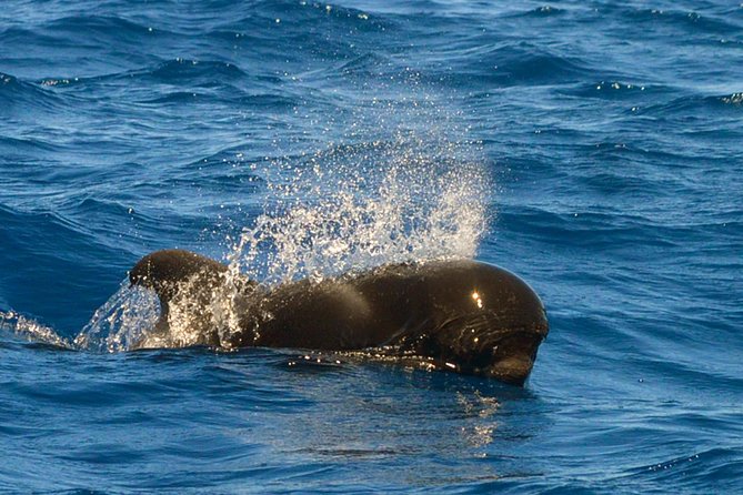 Whale Watching Eco-Adventure from Costa Adeje - The Sum Up