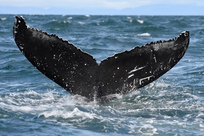 Whale Watching from Downtown Akureyri - The Sum Up