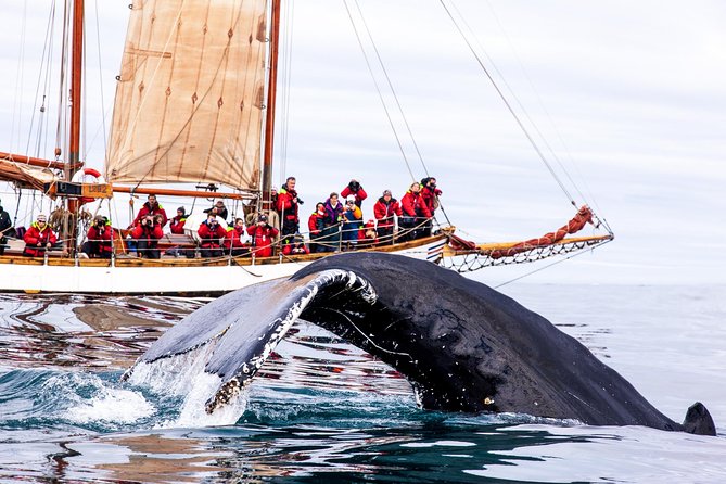 Whale Watching on a Traditional Oak Sailing Ship from Husavik - Pricing and Value