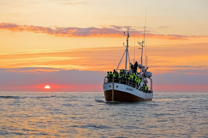 Whales and Puffins Tour from Husavik - The Search for Wildlife: What to Expect