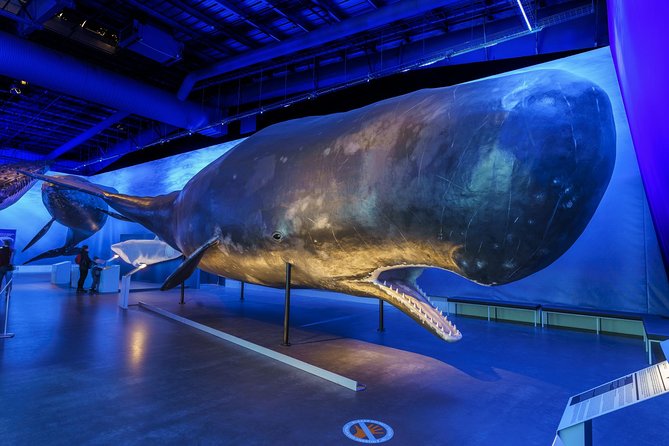 Whales Of Iceland Admission Ticket - The Sum Up: Is This Experience Worth It?