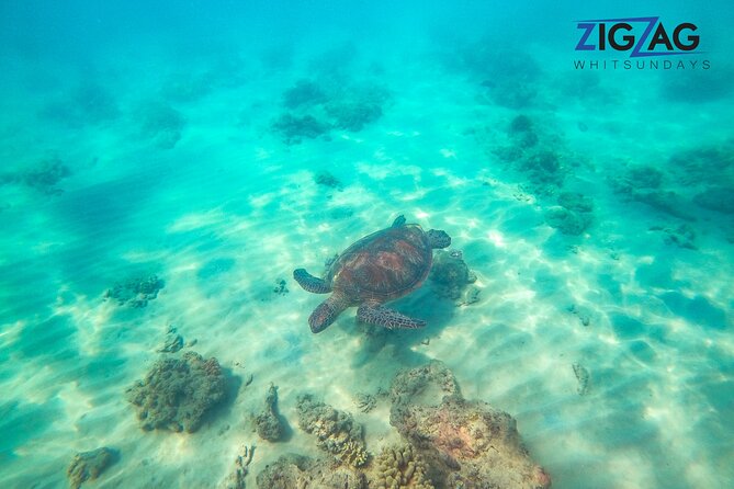 Whitehaven Beach Tour: 2 Options - All Day Beach Or Snorkel - The Value and Pricing