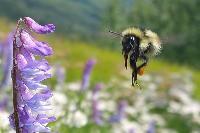 Wilderness, Wildlife, Glacier Experience from Anchorage - FAQ