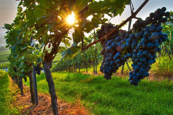 Wine Tasting in Frascati from Rome - Authentic Wine and Olive Oil
