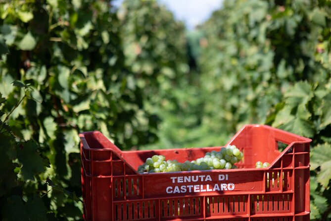 Wine tasting THE CLASSICS - Practical Tips for Travelers