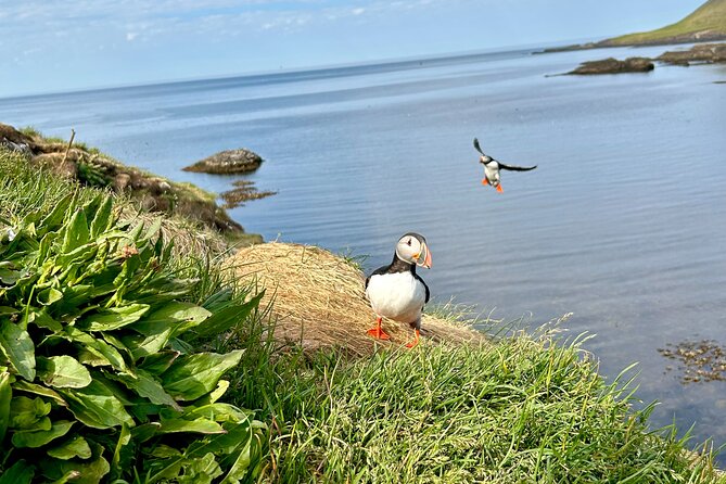 1 Hour Iceland Nature and Wildlife RIB Small Group Guided Safari - Practical Details and Tips