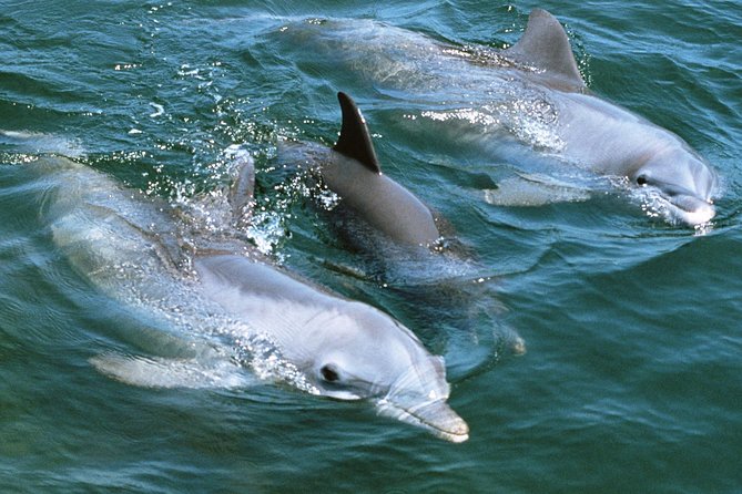 2-Hour Dolphin and Whale Watching in Gran Canaria - Final Thoughts: Is This Tour Worth It?