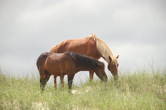 2-hour Outer Banks Wild Horse Tour by 4WD Truck - Who Should Book This Tour?
