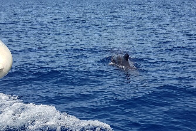 2 hour trip to see whales dolphins puerto colon adeje - FAQ