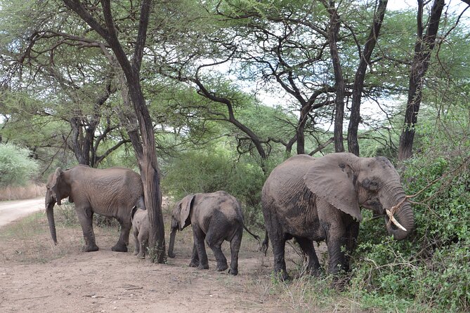 4 Days Group Camping Safari - The Sum Up: Is This Safari Worth It?