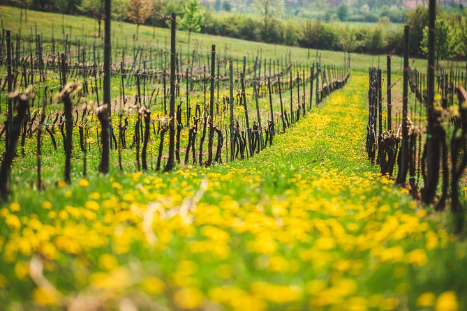 A delightful wine tasting in the scenic countryside with lunch - Visiting Castles and Cultural Highlights
